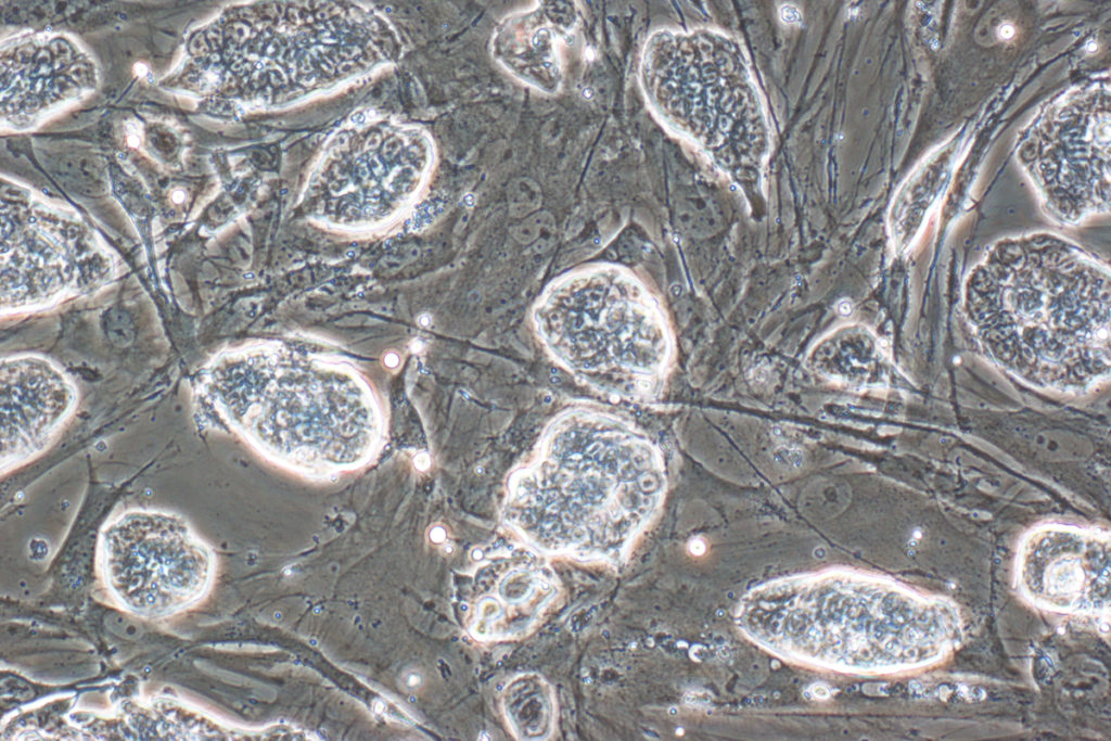 What Are Stem Cells – Riordan Technologies